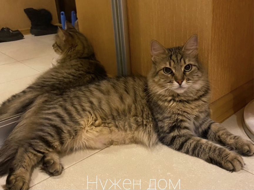 Кошка с тяжелой судьбой в добрые руки