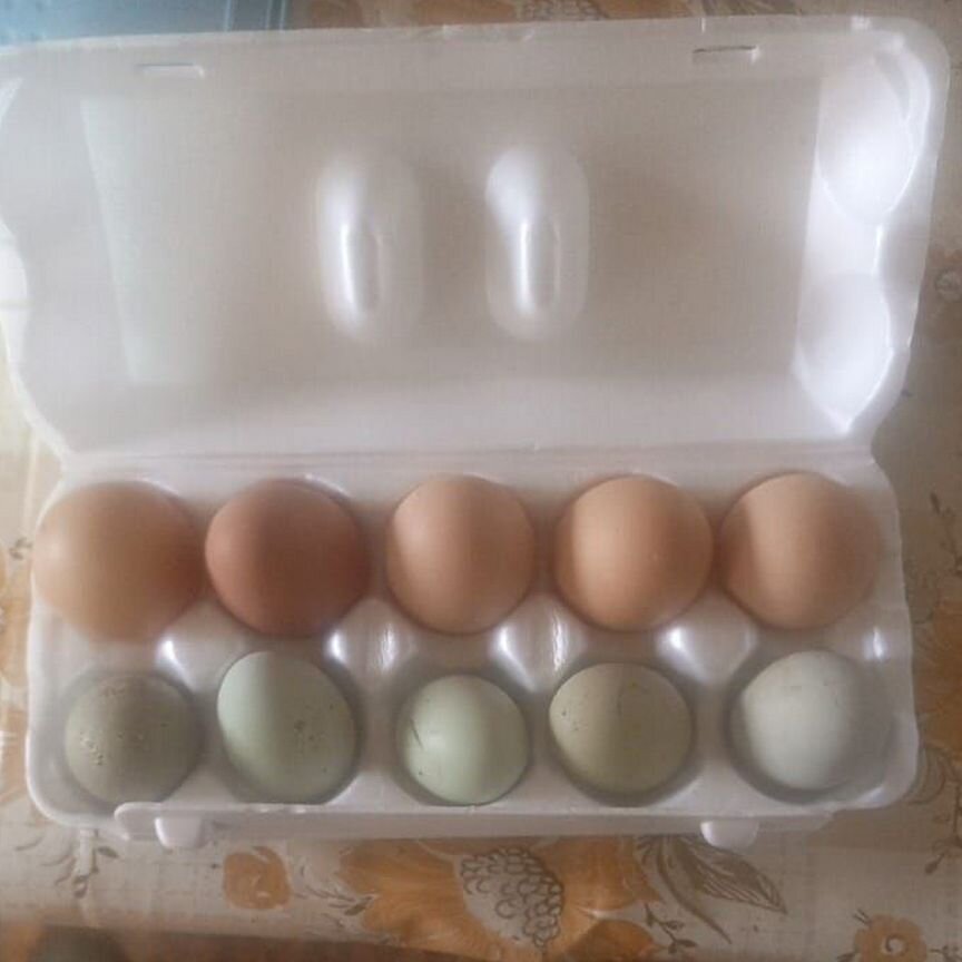 Инкубационное яйцо кур