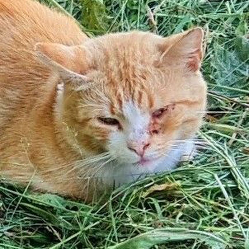 Кот с больным глазом и ртом во дворе.Нужна помощь