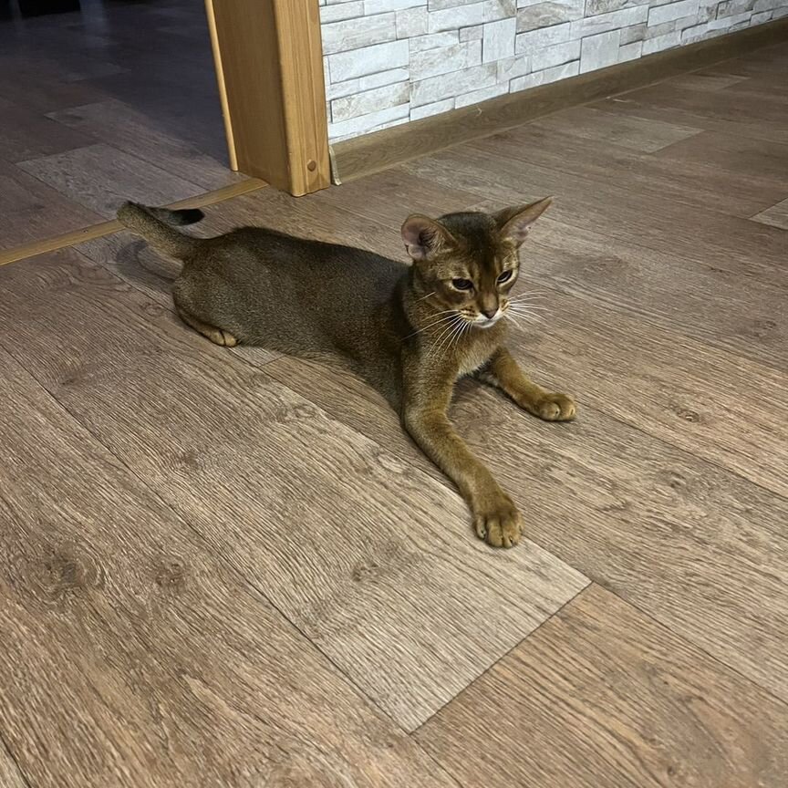 Абесинские котята