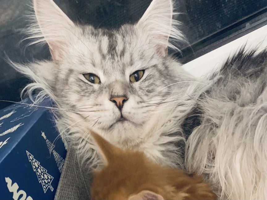 Полидакты мейнкун котята, вязка