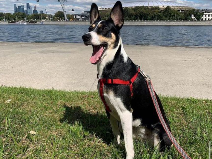 Джек рассел и басенджи