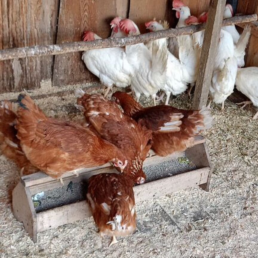 Куры несушки