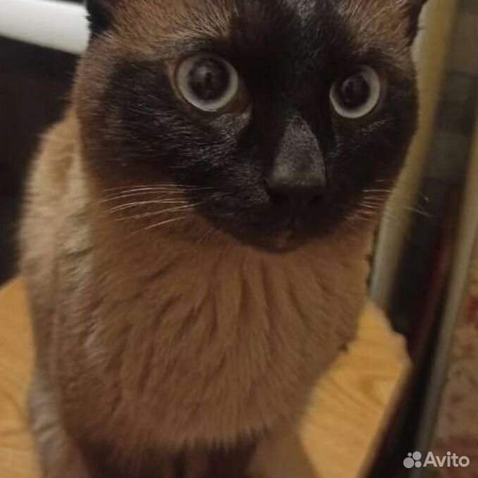 Сиамский кот вязка