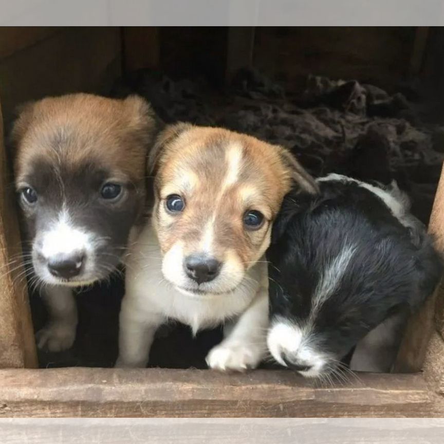 Щенки дворняги в добрые руки