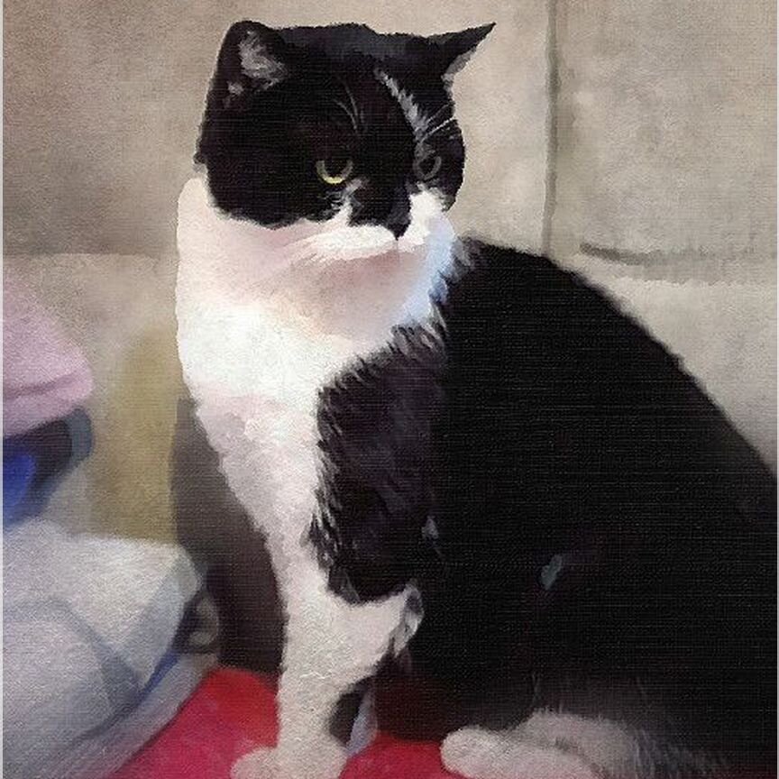 Полупородистая статная Маргоша