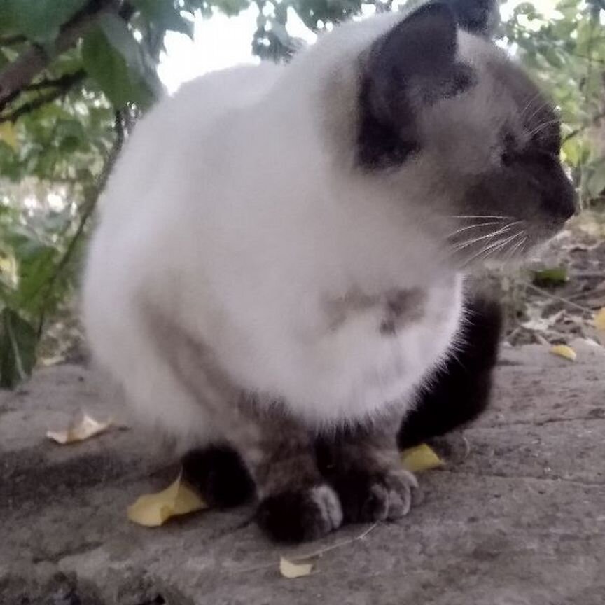 Кошечка сиамская в добрые руки