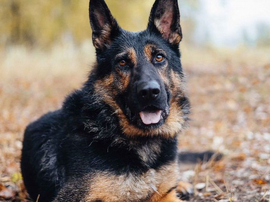 Овчарка живет в приюте. Нужен дом