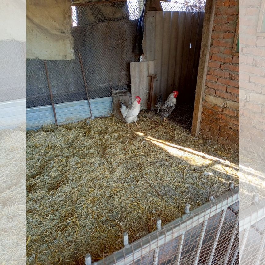 Продаю молодых петухов