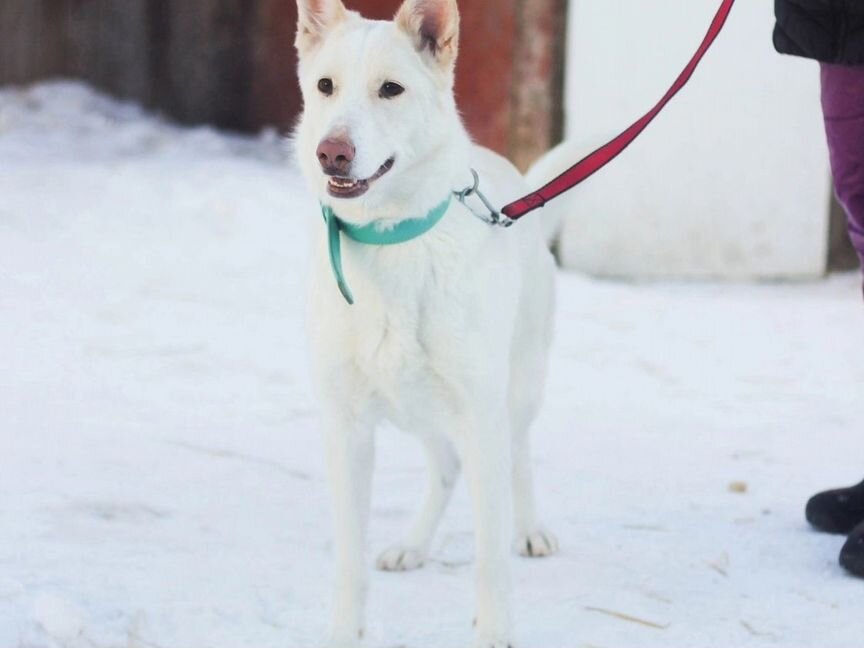 Собака в добрые руки отдам бесплатно