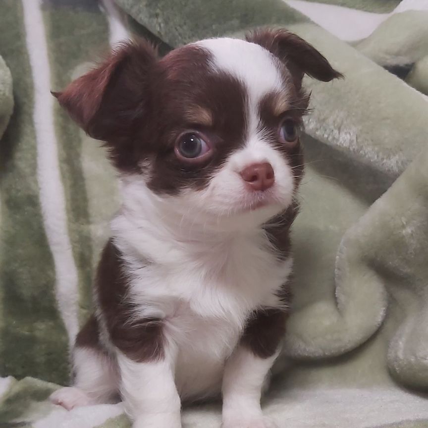 Щенки чихуахуа мальчик Вилли Вонка