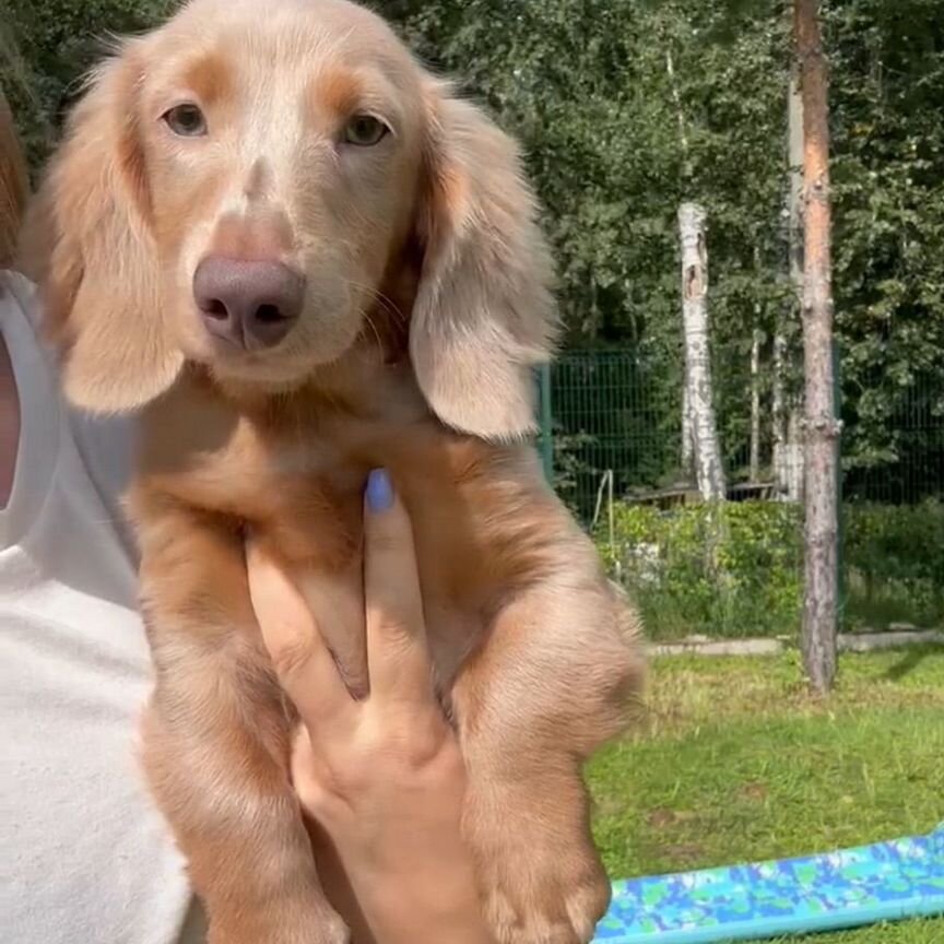 Такса щенки эксклюзив 100%