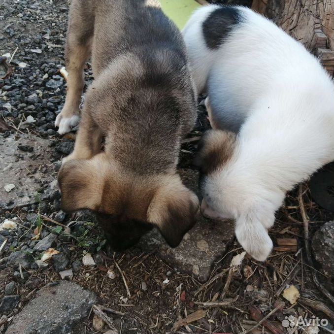 Кутята собаки девочки