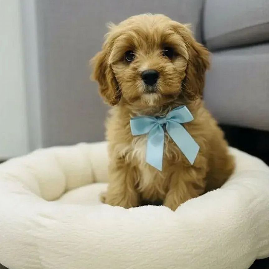 Кавапу, щенок