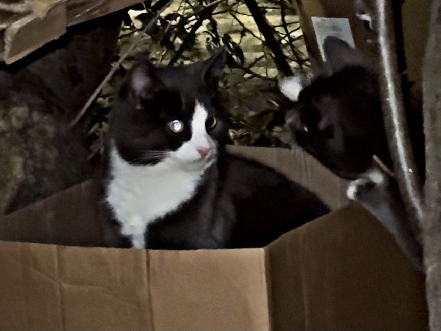 Отдам котика в добрые руки