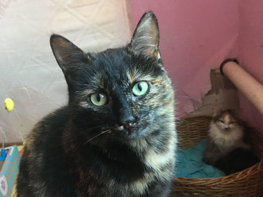 Киска ищет маму