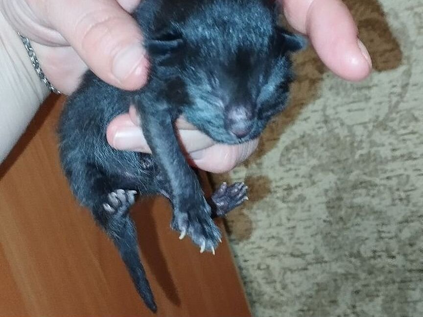 Отдам котенка девочку, 30.10 рядом мама и папа)