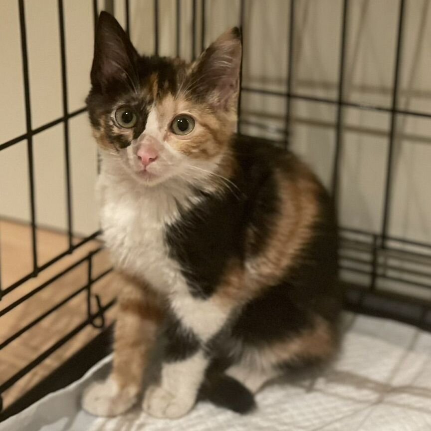 Котенок в добрые руки