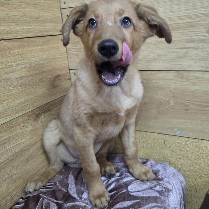 Щенок в добрые руки