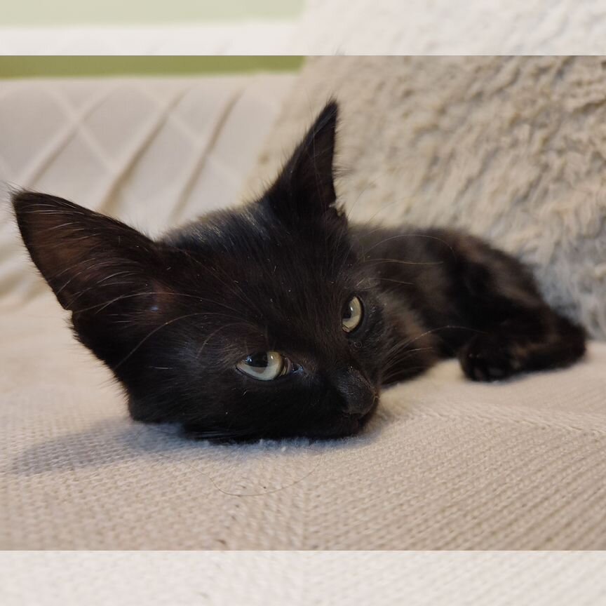 Котёнок в добрые руки