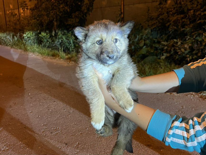 Щенки метисы овчарки