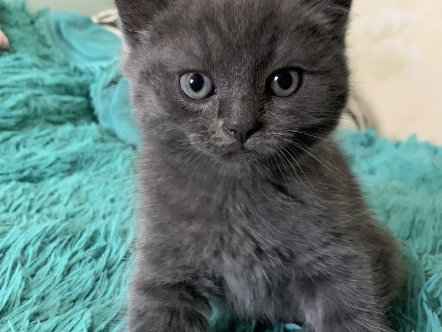 Британская