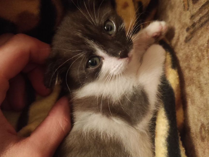 Маленький котик