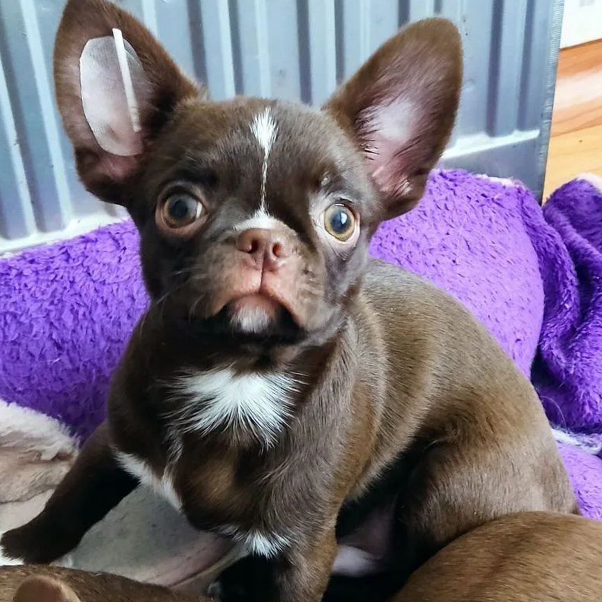 Чихуахуа, щенок