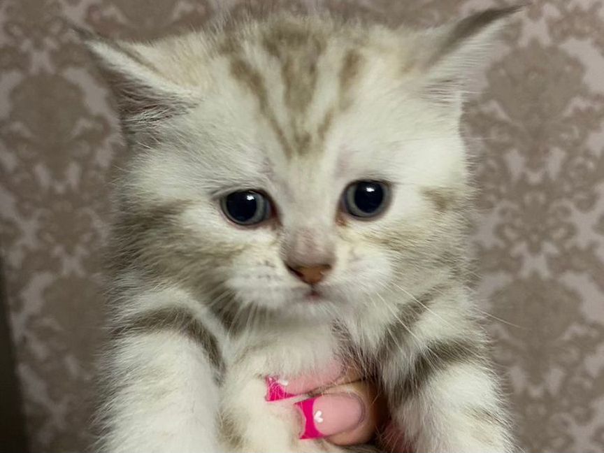 Шотландские котята