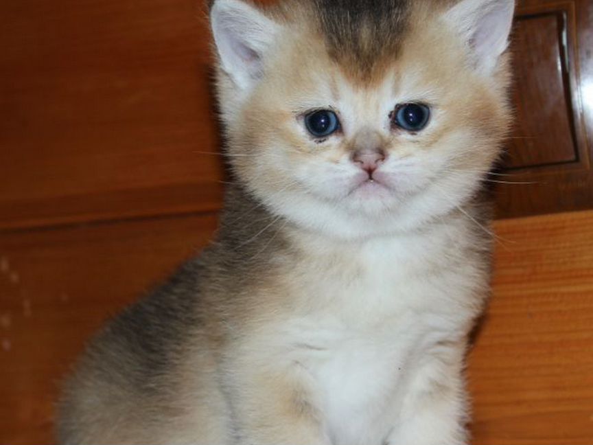 Котята золотая шиншилла