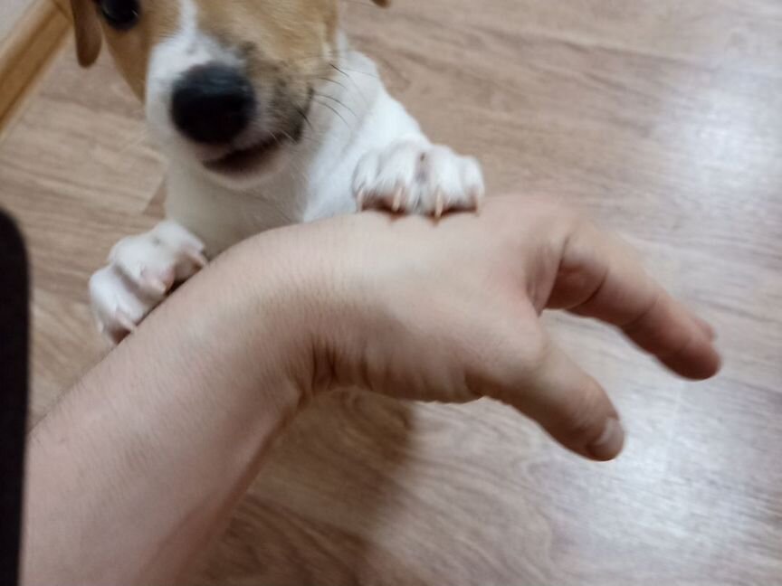 Щенок Джек Рассел терьер