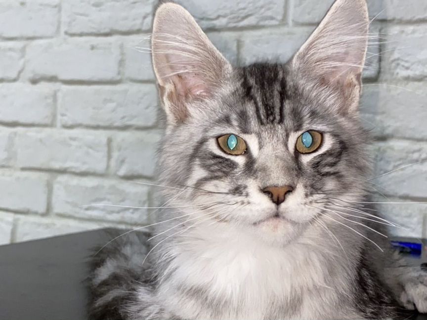 Мейн-кун котенок