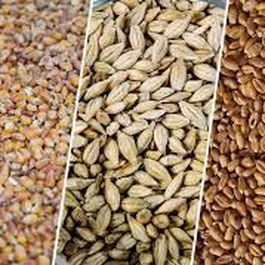 Пшеница,ячмень,овёс