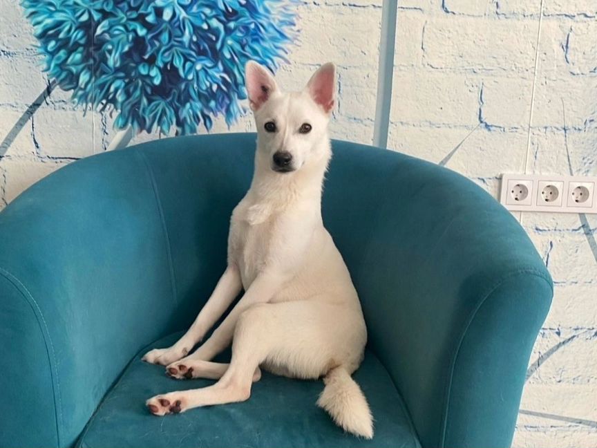 Собака в добрые руки