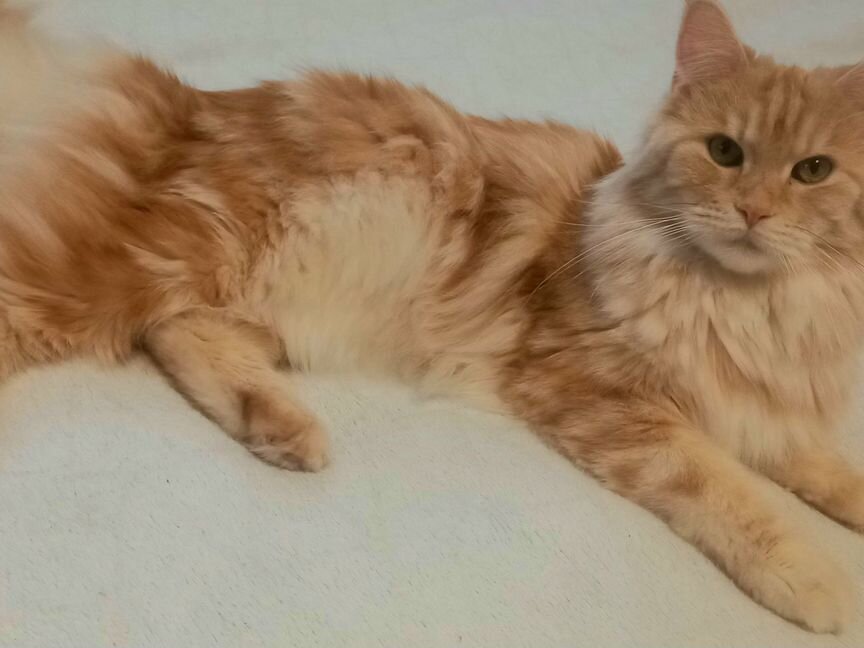 Кошечка мейн-кун