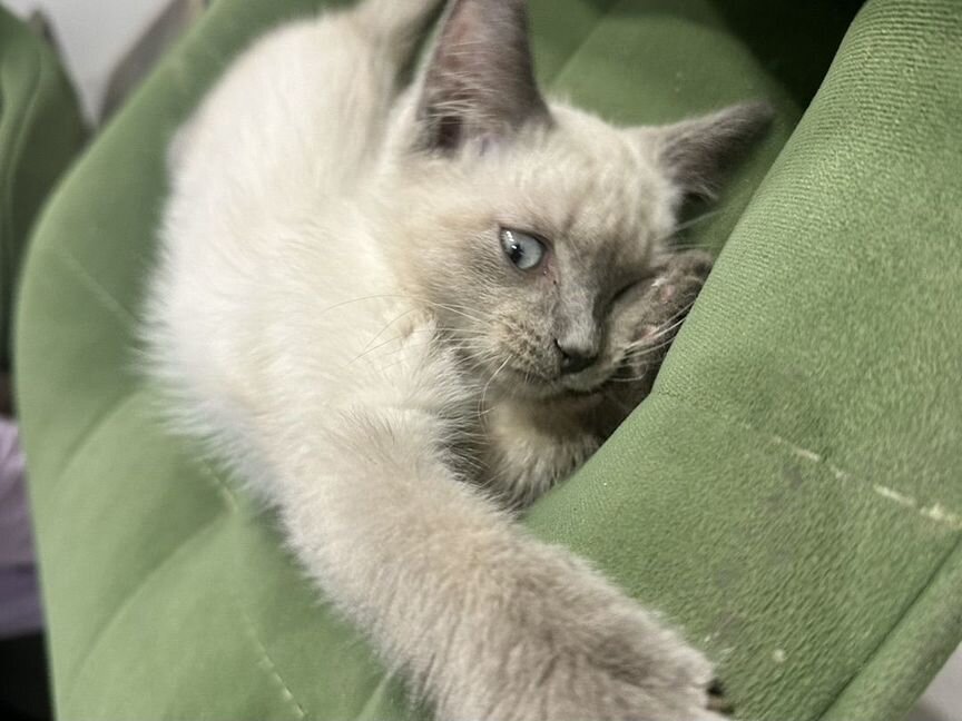 Отдам сиамского котенка. Д/р 04.04.2024