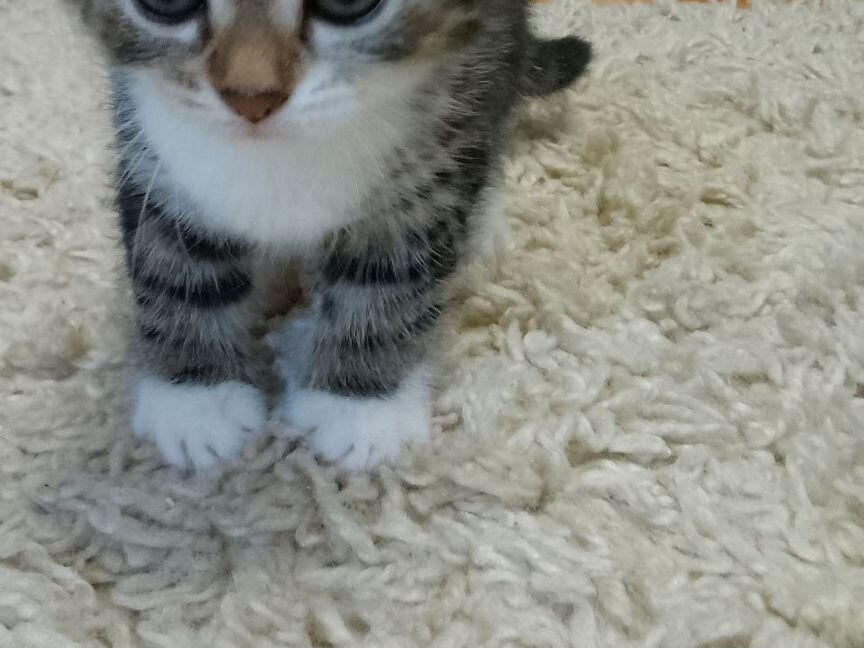 Шотландские вислоухие котята