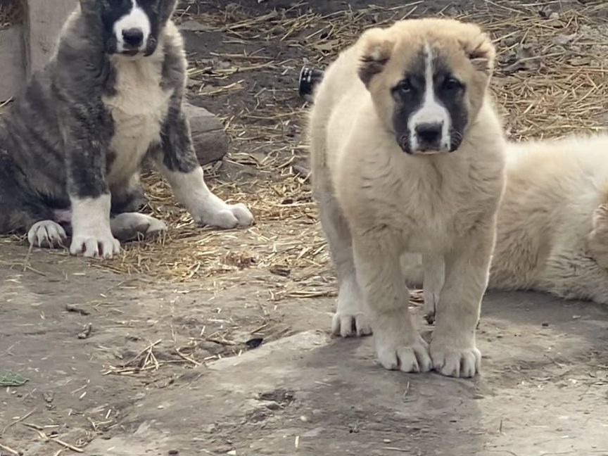 Среднеазиатская алабай щенки