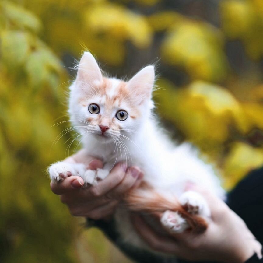 Котенок ищет семью