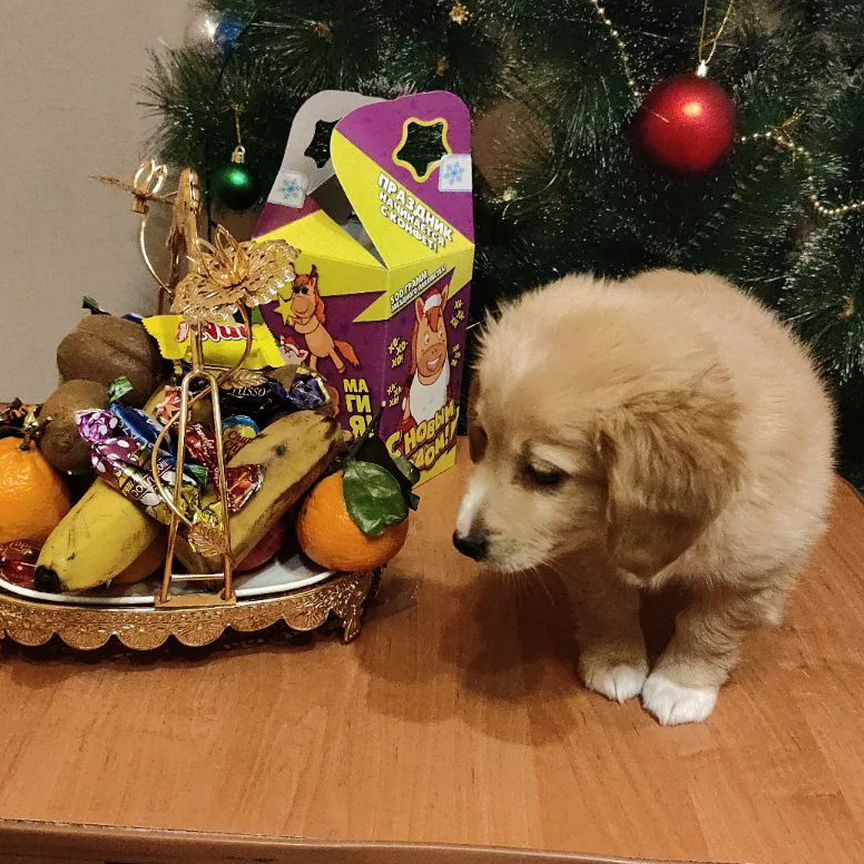 Щенок в добрые руки