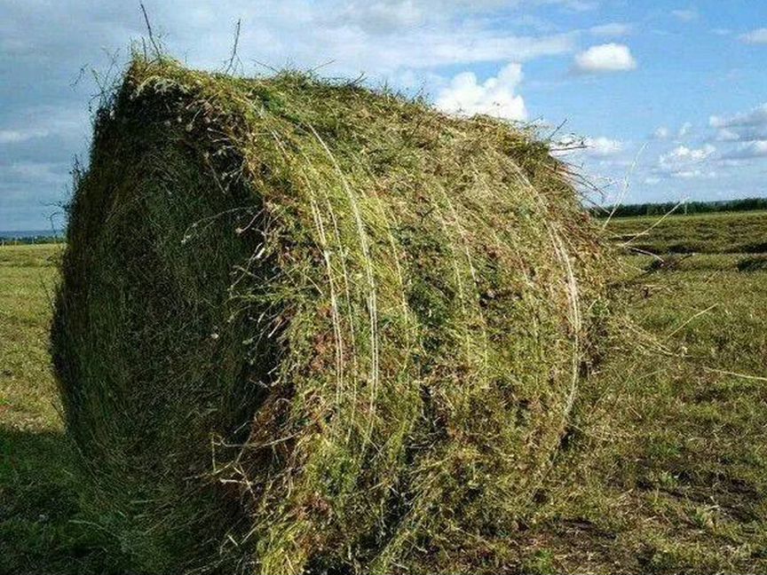 Сено люцерны в тюках