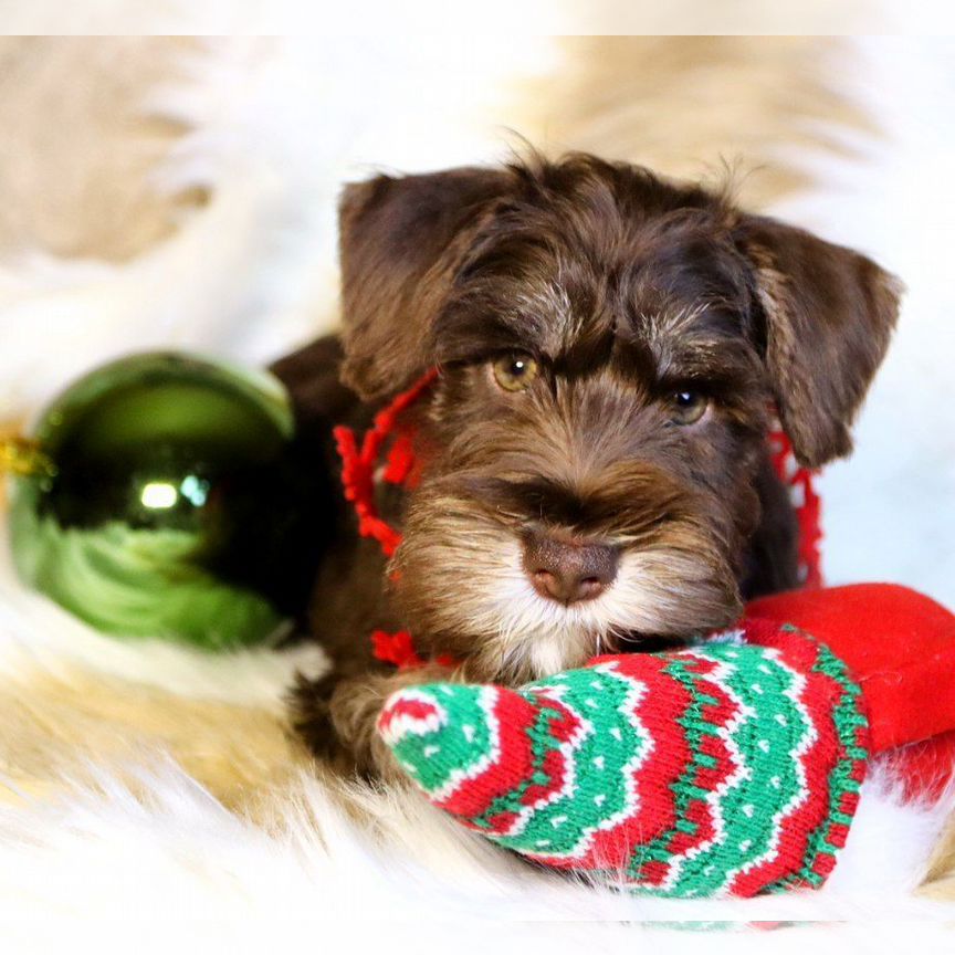 Цвергшнауцер, щенок