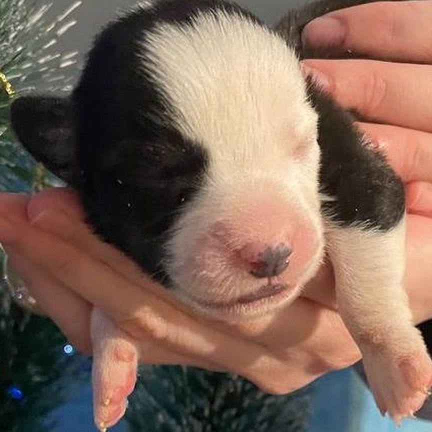 Вельш Корги Кардиган, щенок