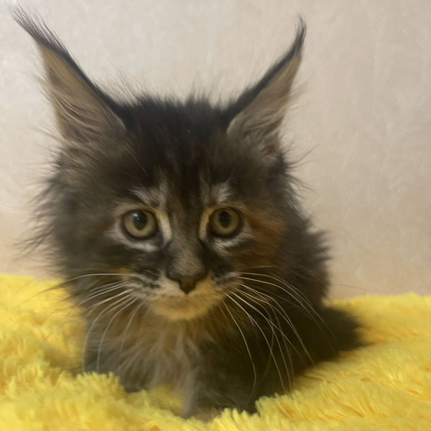 Мейн-кун котёнок