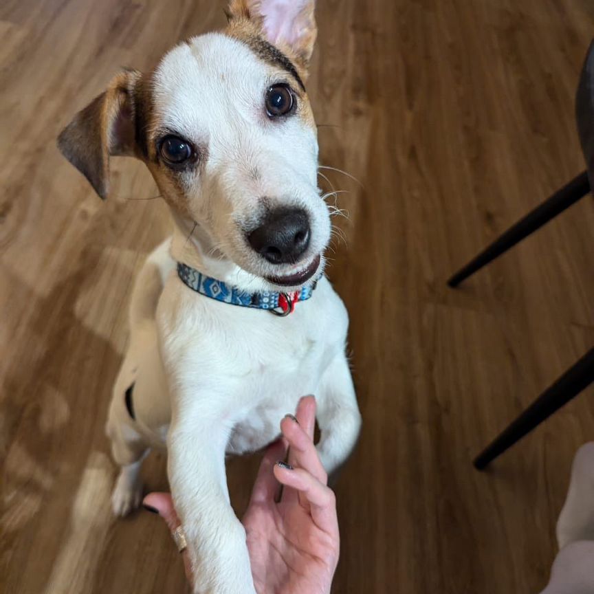 Собака в добрые руки