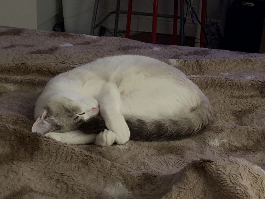 Отдаю кота