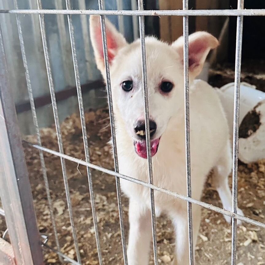 Собака в добрые руки