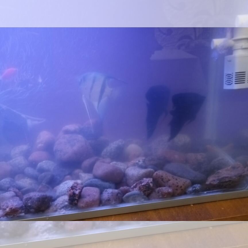 Продаю аквариумных рыбок и аквариум 50 литр