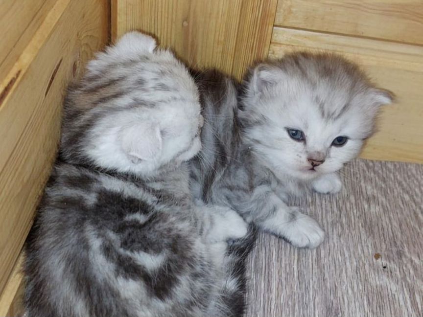 Шотландские котята