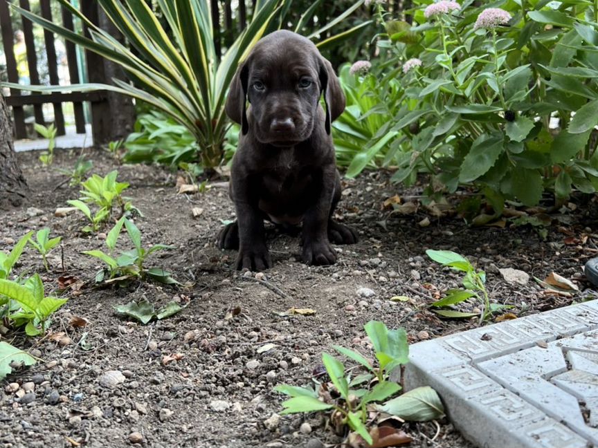 Щенки курцхаара